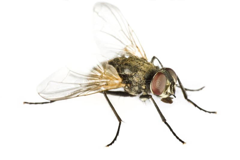 Tábano En Cierre Para Arriba Foto de archivo - Imagen de caballo ...