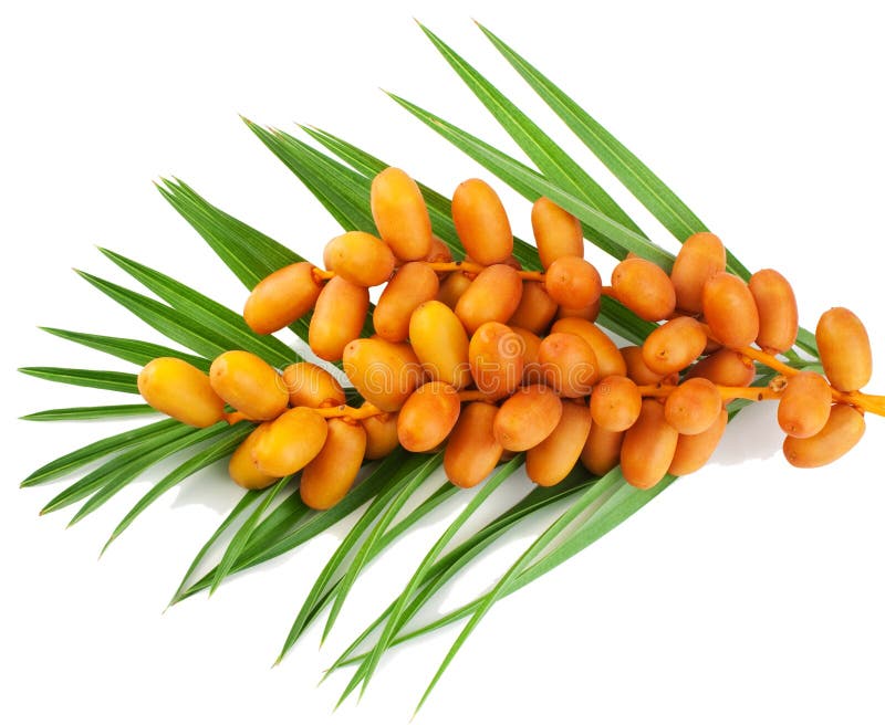 Frutas frescas da tâmara imagem de stock. Imagem de fresco - 20136183