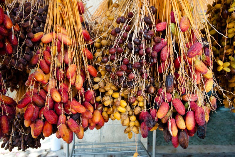 Tâmaras Frescas No Mercado De Jericho Foto de Stock - Imagem de vale ...