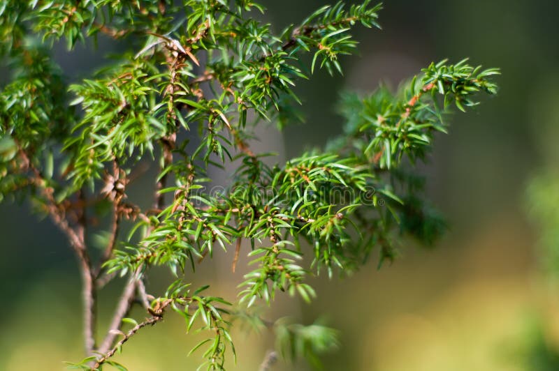 Enbuske, Slut Upp, Evergreen Arkivfoto - Bild av abstrakt, textur: 43090852