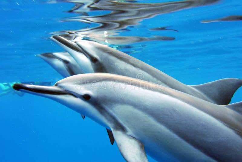 Delfiner Undervattens- Roliga Le Två Arkivfoto - Bild av skum, hawaii ...