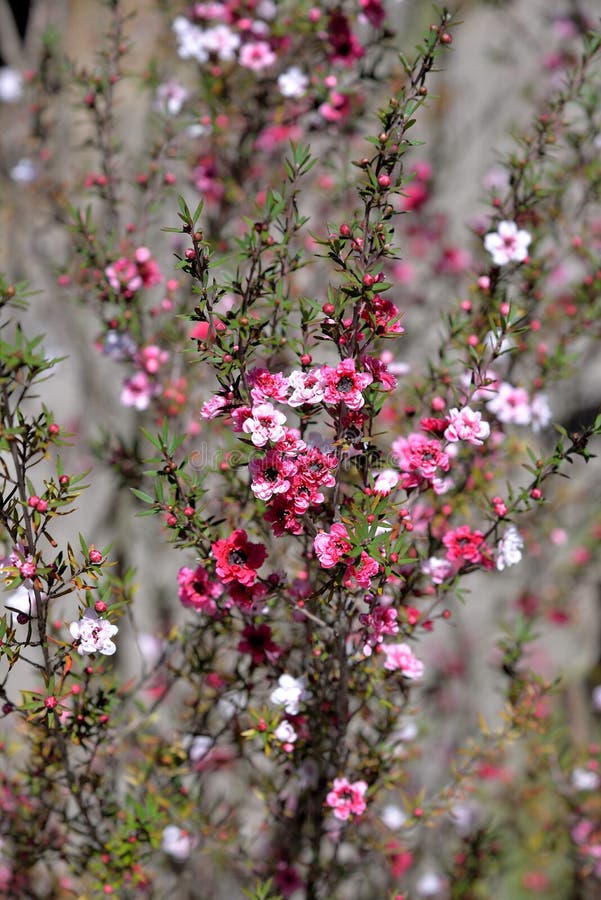 Té-árbol de Manuka foto de archivo. Imagen de zelandia - 136143124