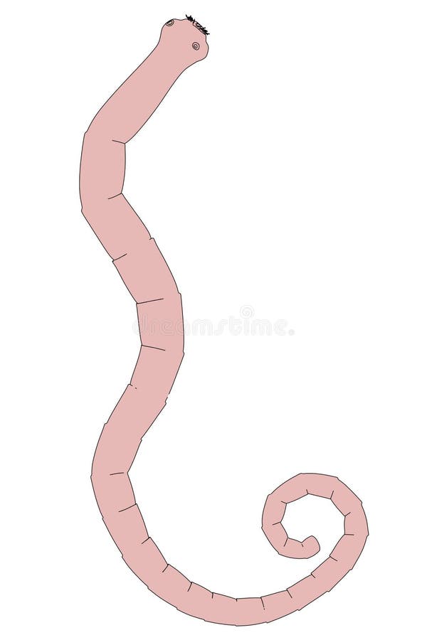 Saginata De Ténia De Ténia De Boeuf Illustration de Vecteur ...