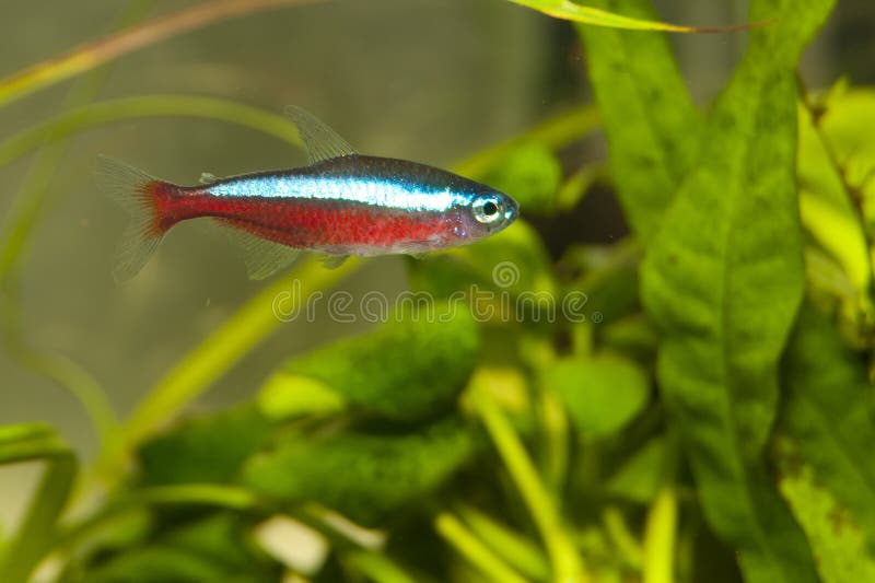 Tetra Cardinal Dans L'Elodea Photo stock - Image du centrale, poissons ...