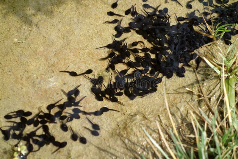 Têtard image stock. Image du bain, normal, pierre, groupe - 29705477