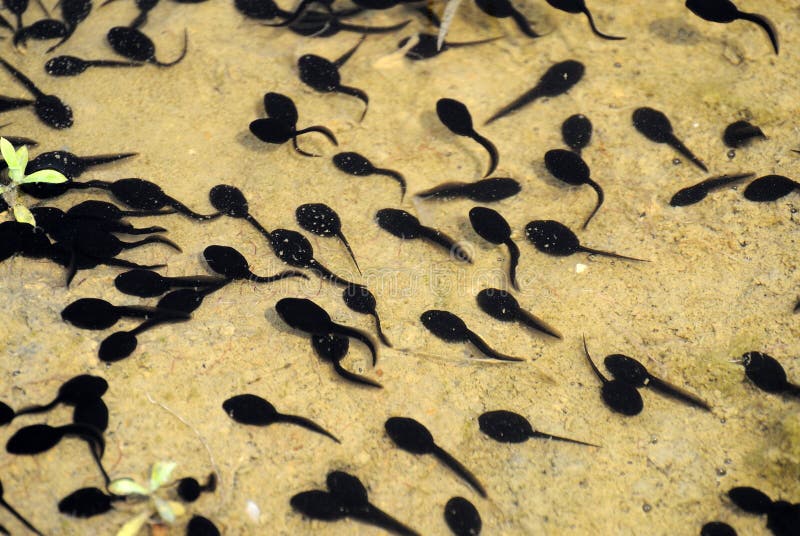 2,713 Photos de Têtard - Photos de stock gratuites et libres de droits ...