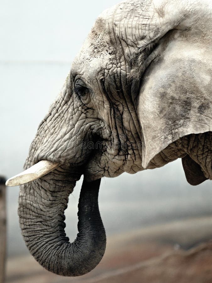 Tête D éléphant Photos Stock - Téléchargez 16,160 Photos libres de droits