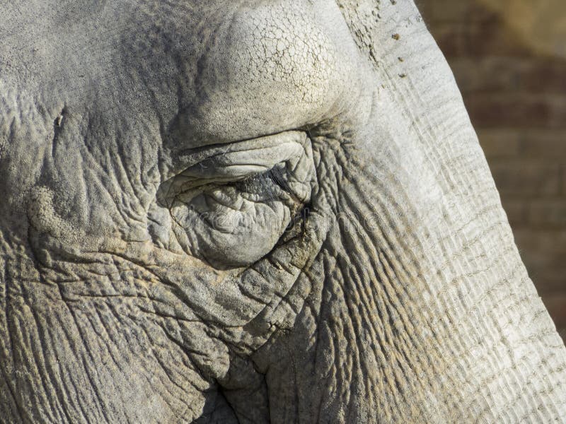 Tête D éléphant Photos Stock - Téléchargez 16,158 Photos libres de droits