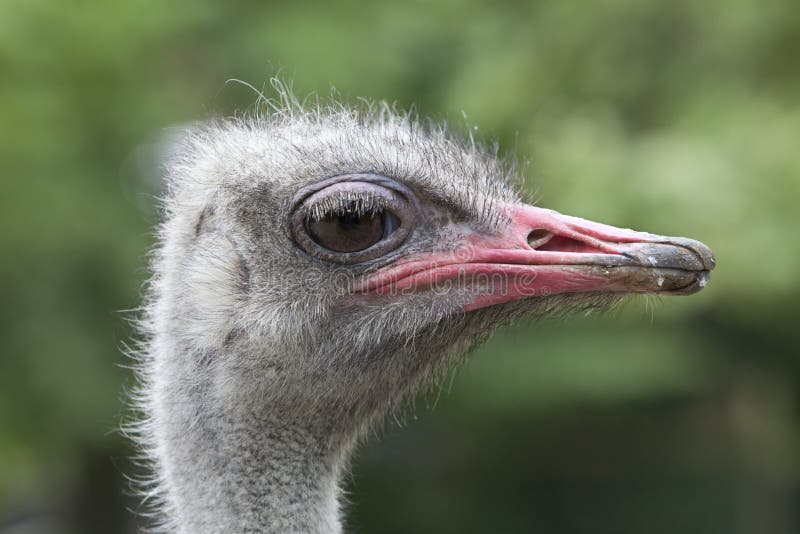 Tête d'autruche image stock. Image du autruche, profil - 33263665