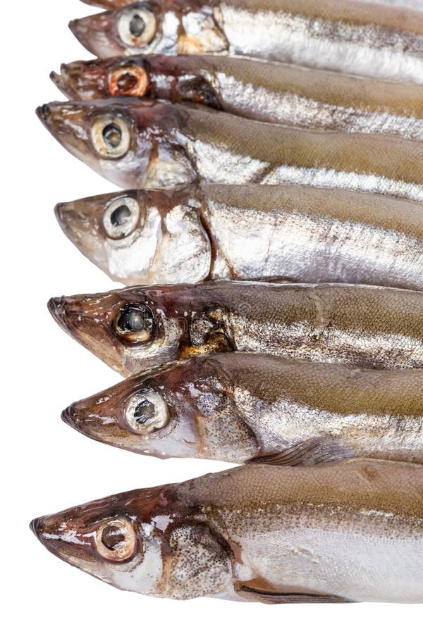 Poissons de capelan photo stock. Image du nature, animaux - 41905578