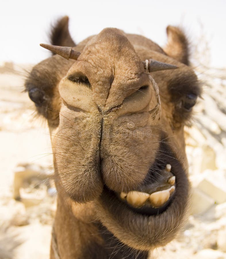 Tête de chameau image stock. Image du nature, destination - 16722697