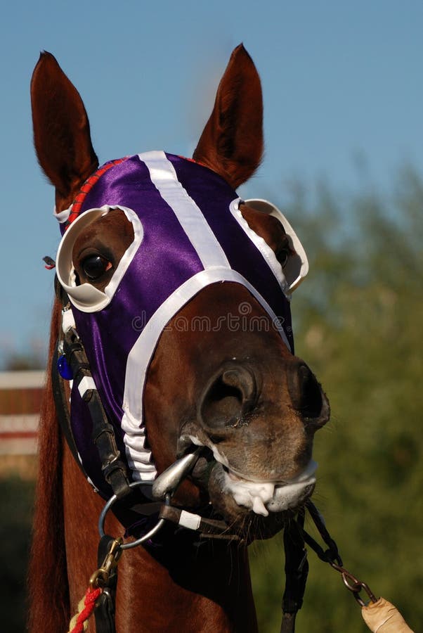 Le Cheval Avec Les Oeillères Sur Les Yeux Ouvrit Sa Bouche Large ...