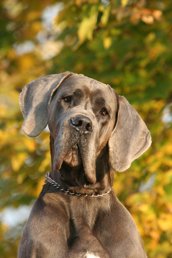 Chiots Dogue Allemand bleu image stock. Image du bleu - 21918581