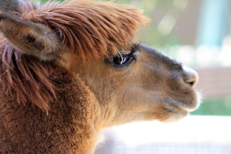 Profil de lama image stock. Image du amorce, ruler, visage - 1493053