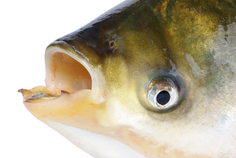 Tête de poissons photo stock. Image du argent, oeil, pêche - 14365438