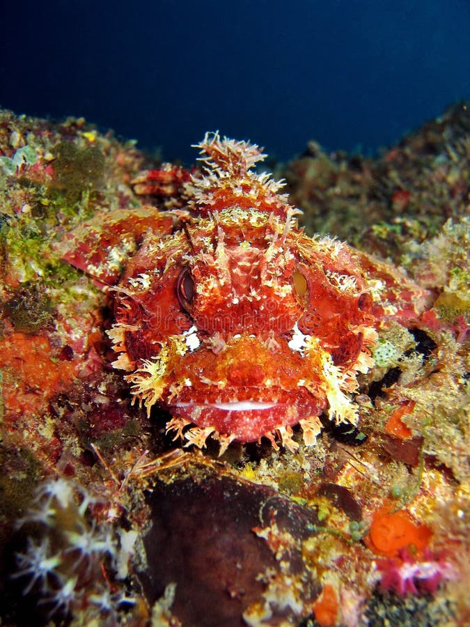 Rascasse rouge image stock. Image du rouge, poissons, toxique - 383205