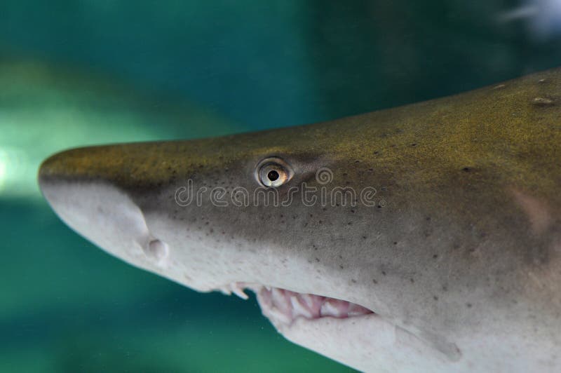 Tête de requin image stock. Image du saltwater, poissons - 8376543