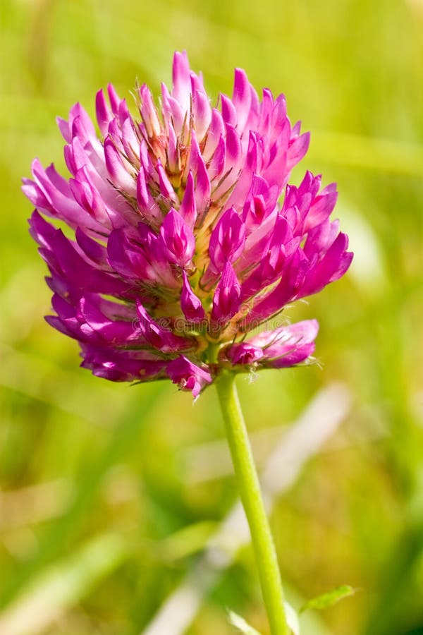 Trèfle Violet De Fleur (rubens De Trifolium) Photo stock - Image du ...