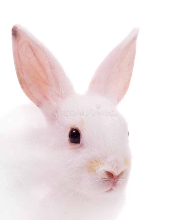 Tête du lapin blanc photo stock. Image du albinos, studio - 15435684