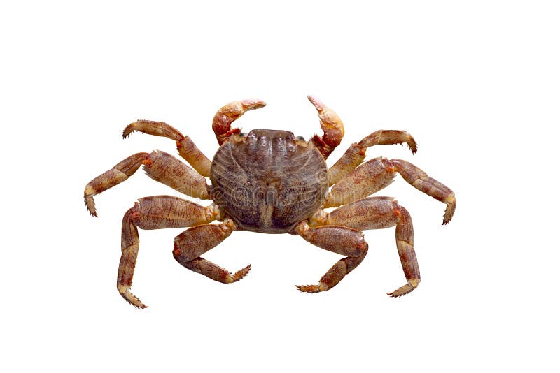 Tła kraba biel obraz stock. Obraz złożonej z żywy, noga - 17552779