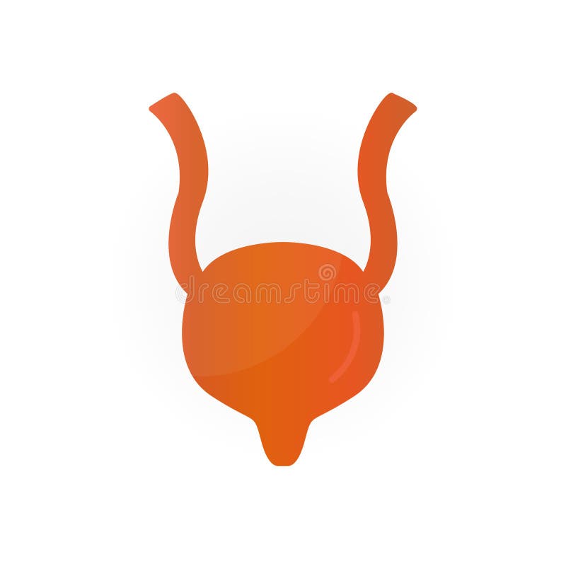 T Bladder Stock Illustrations – 152 T Bladder Stock Illustrations ...