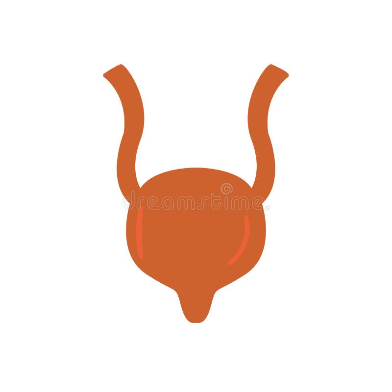 Bladder Icon on White Background, Vector Illustration Stock Vector ...