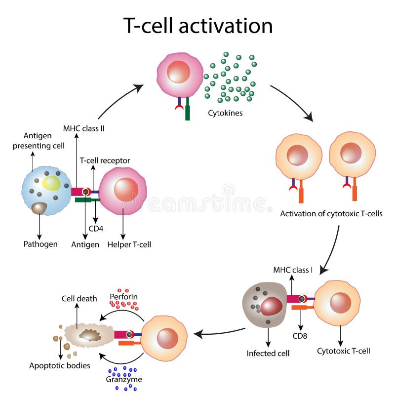 T Lymphocytes Diagram