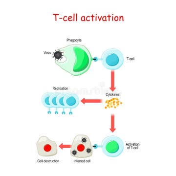 T Cell Activation Stock Illustrations – 74 T Cell Activation Stock ...