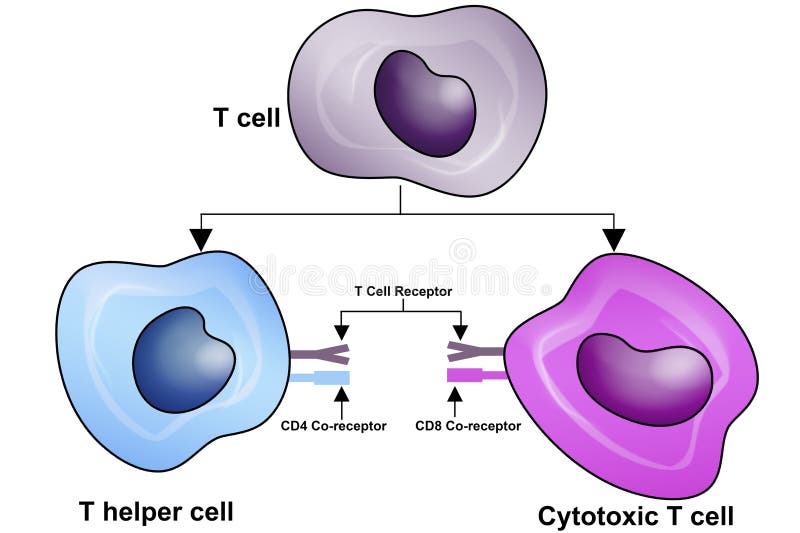 T Cell, Helper T Cell and Cytotoxic T Cell, CD Antigen Types, CD4 and ...