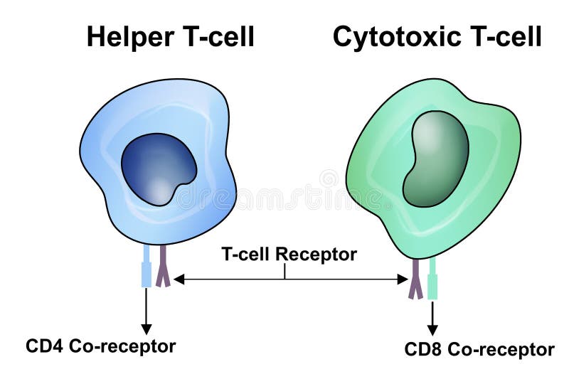 T Cell, Helper T Cell and Cytotoxic T Cel Stock Illustration ...