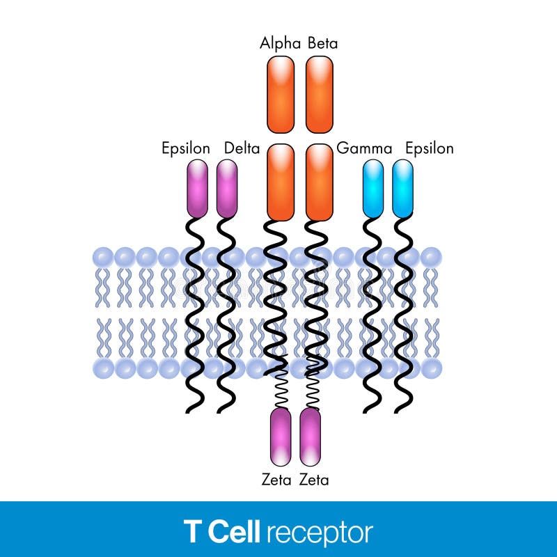 T Cell Receptor Molecular Structure Design Stock Illustration ...