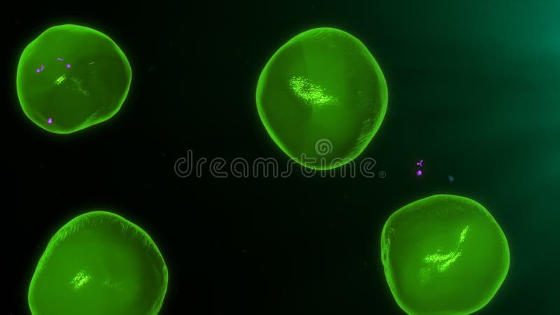 Immunological Response Animation with White Blood Cells Attacking ...