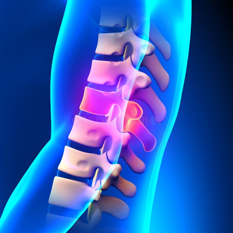 Thoracic Spine - Lateral View Stock Illustration - Illustration of cord ...