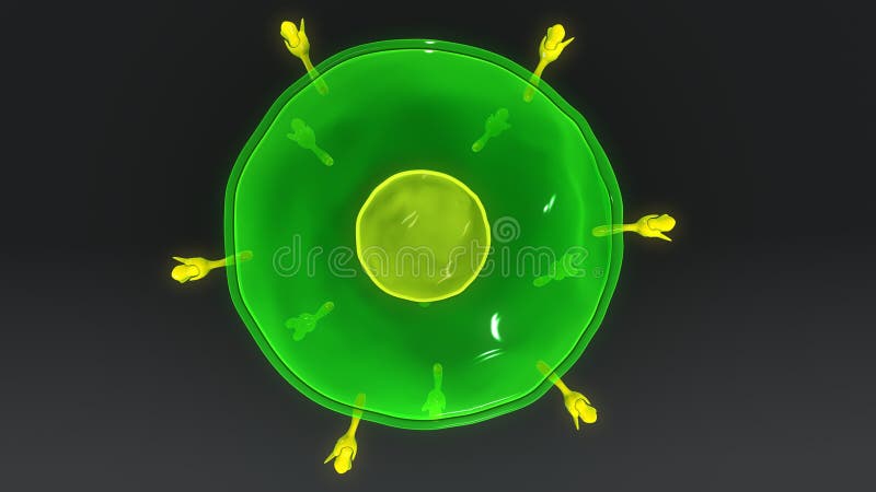 T Helper Cell stock illustration. Illustration of health - 84220089