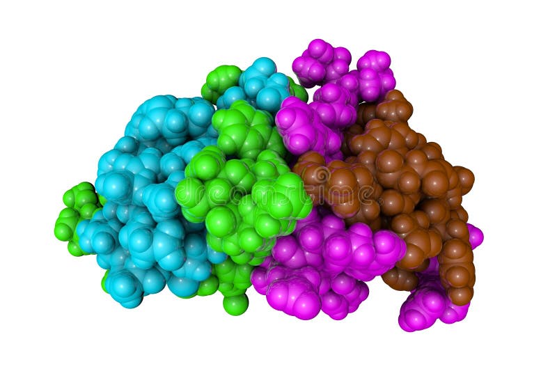 T6 Human Insulin. Space-filling Molecular Model on White Background. 3d ...