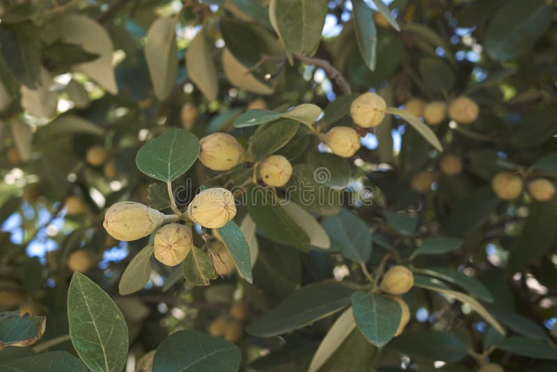 Lagunaria Patersonia Branch with Fruit Stock Image - Image of flora ...