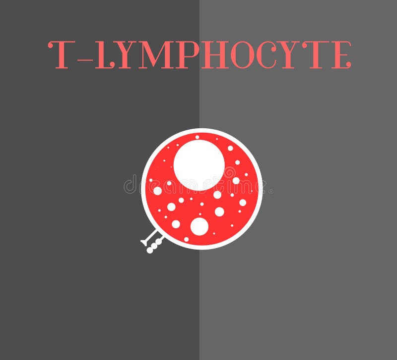 Illustration of T Cell Lymphocyte from the Immune System Stock ...