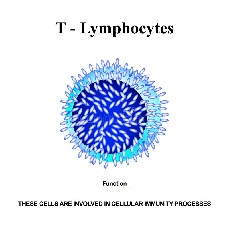 Types of Lymphocytes. T Lymphocytes, B Lymphocytes, NK Lymphocytes ...