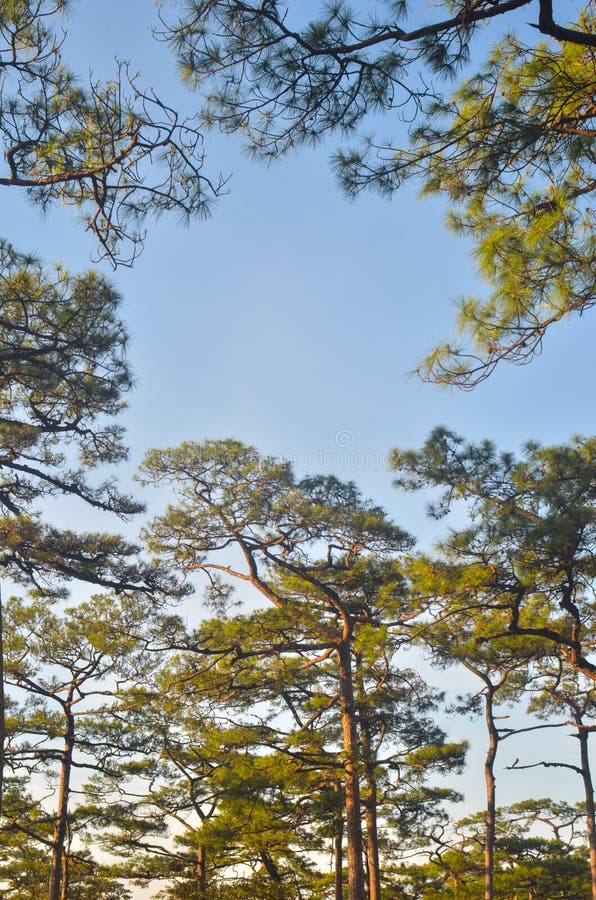 T022 Nature sky and tree stock photo. Image of tree - 160454938
