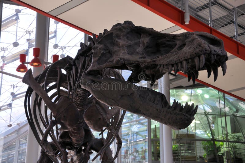 T-Rex editorial stock image. Image of trees, detailed - 16504344