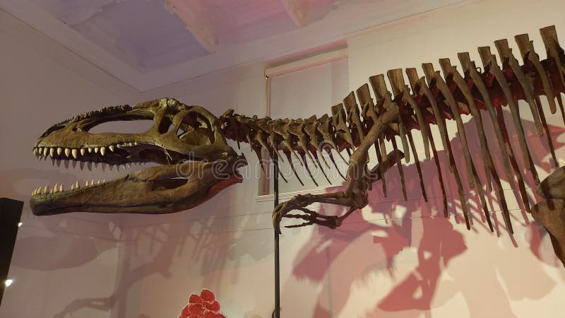 T Rex Australia Museum Sydney Editorial Photography - Image of ...