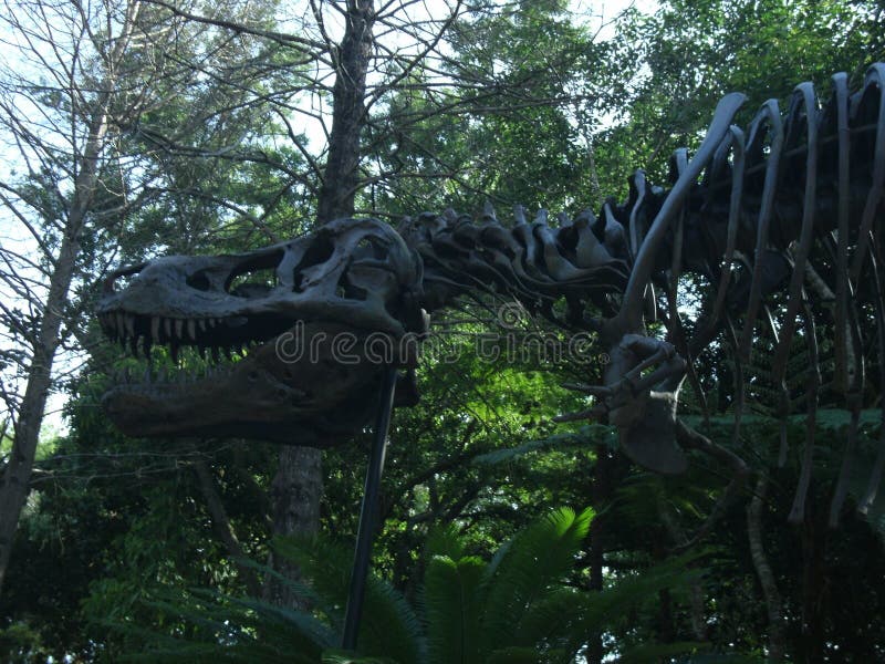T-Rex bones editorial image. Image of dinosaur, trex - 134805140