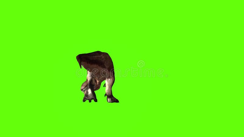 T-rex Chase Left Bite Green Screen Animation 3D Rendering Stock Video ...