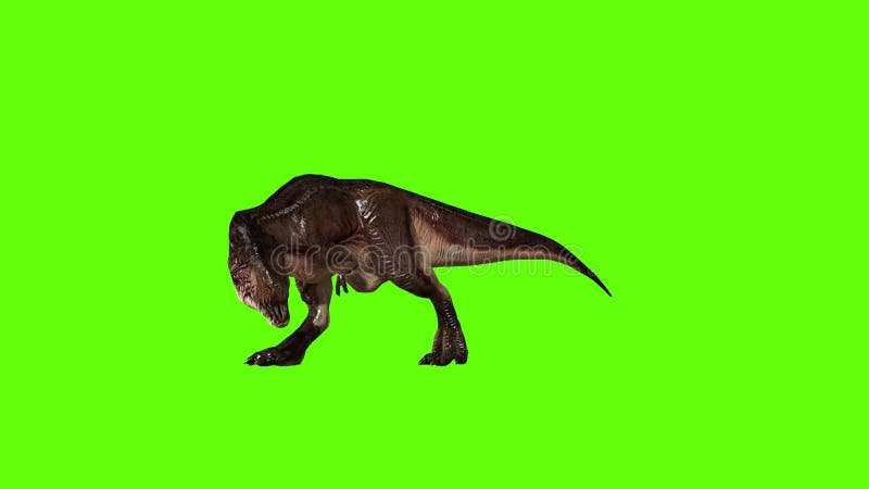 T-rex Chase Left Bite Green Screen Animation 3D Rendering Stock Video ...