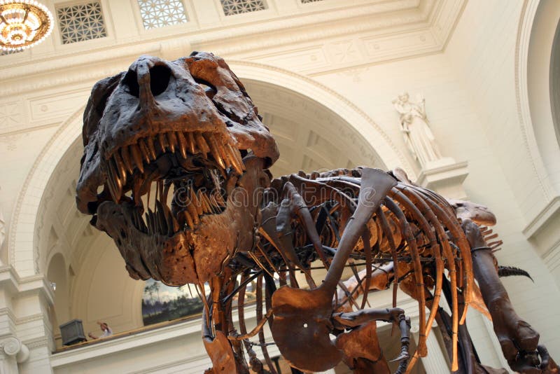 Skeleton Long Teeth Stock Photos - Free & Royalty-Free Stock Photos ...