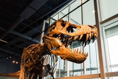 T Rex Side Stock Photos - Free & Royalty-Free Stock Photos from Dreamstime