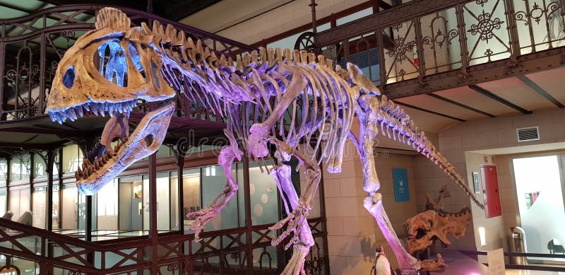 T-rex skeleton in a museum editorial photo. Image of carnivore - 173059651