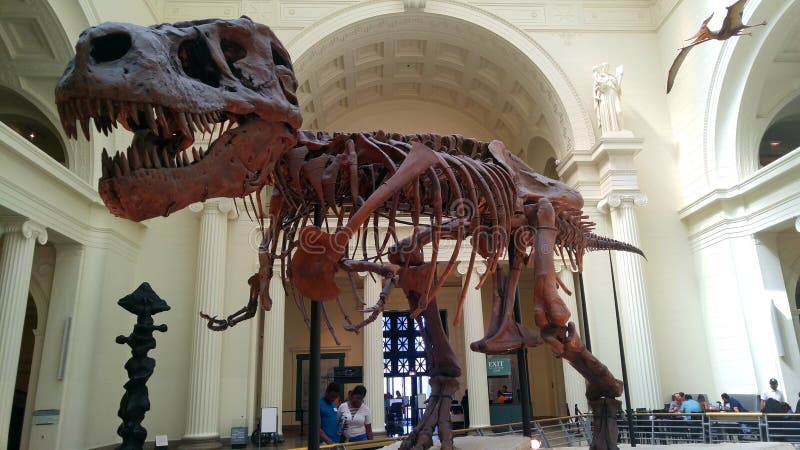 T-Rex Skeleton editorial stock photo. Image of fossils - 123190133