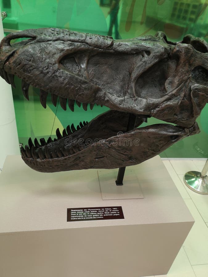 T rex editorial photography. Image of teeth, hungry - 116465757