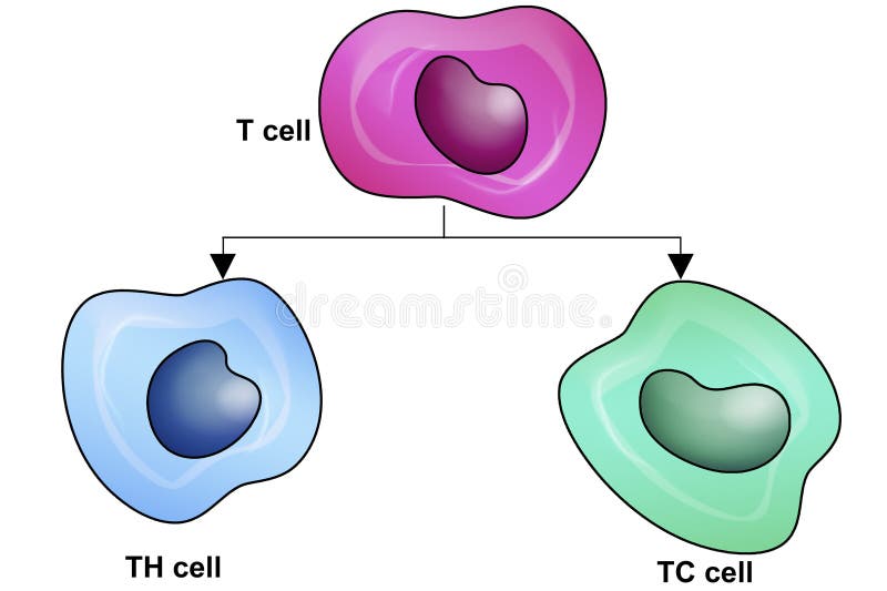 T Types Lymphoid Cells with Cytotoxic and Helper T Cell Stock ...